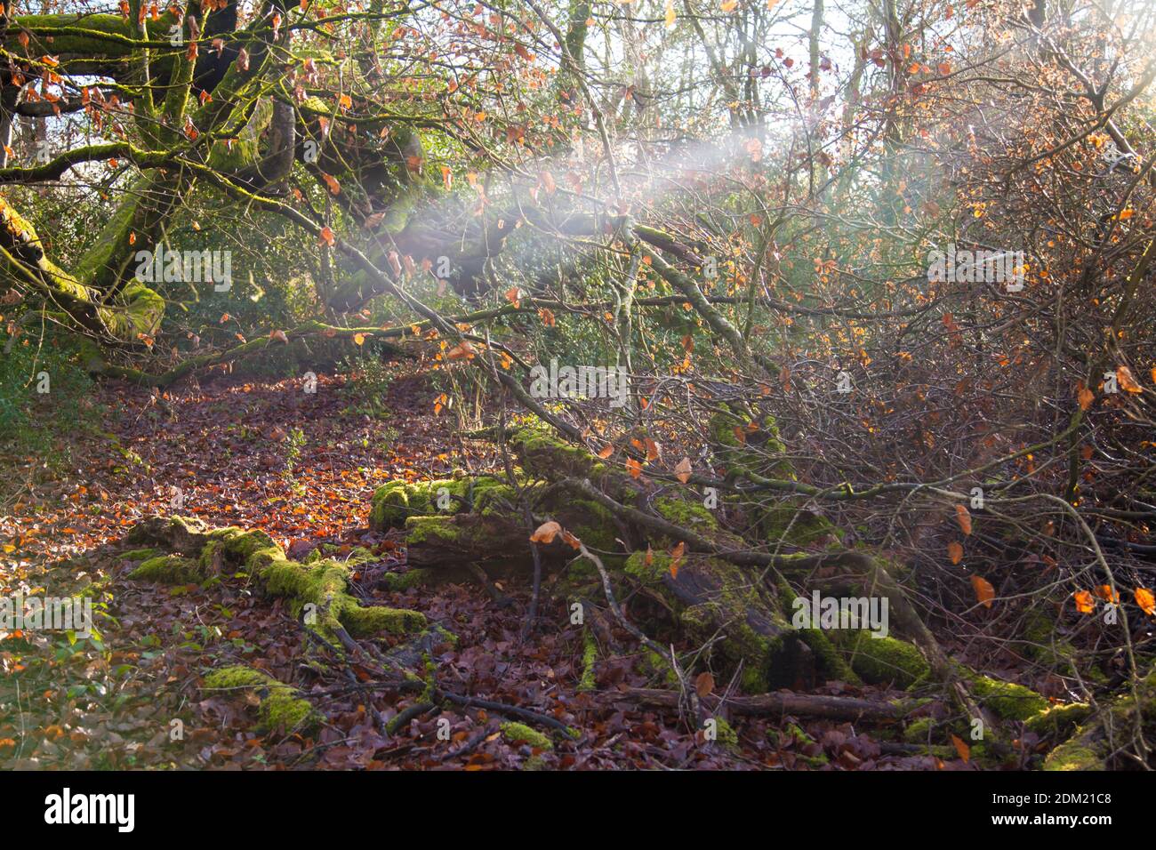 Sun light beam through branches National Trust Selborne Common in ...