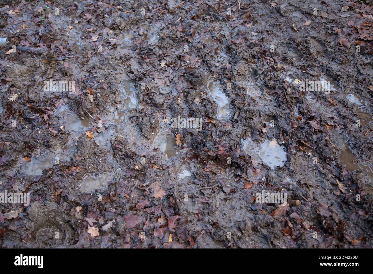 Muddy footprints on a wet muddy forest floor, UK forest floor, Autumn ...