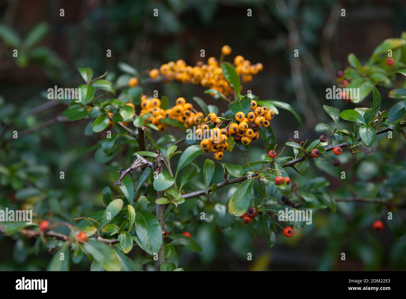 Pyracantha Yellow Berries Firethorn 'Soleil d'Or' hedge, a type of ...