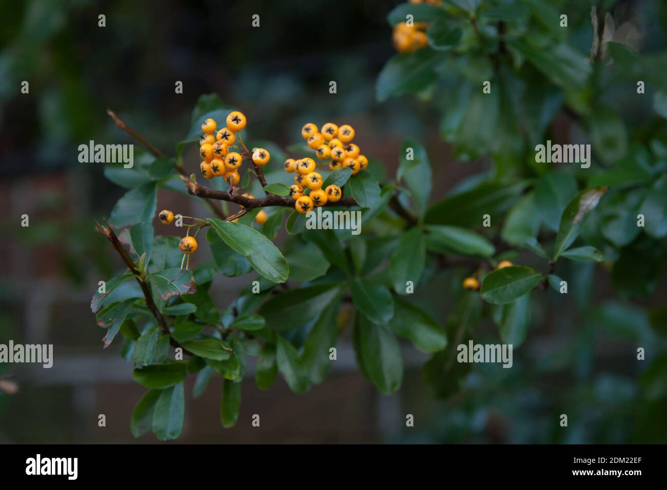 Pyracantha Yellow Berries Firethorn 'Soleil d'Or' hedge, a type of ...
