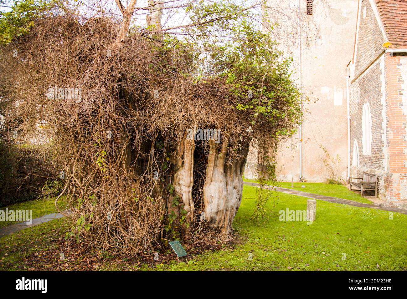 Famous old yew tree hi-res stock photography and images - Alamy