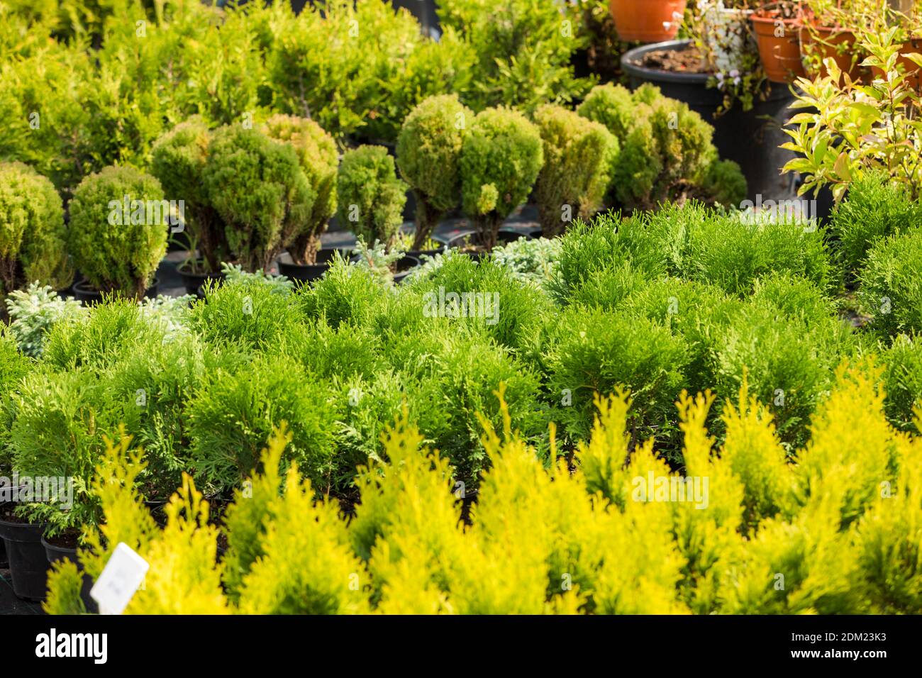 Assortment plants nursery hi-res stock photography and images - Alamy