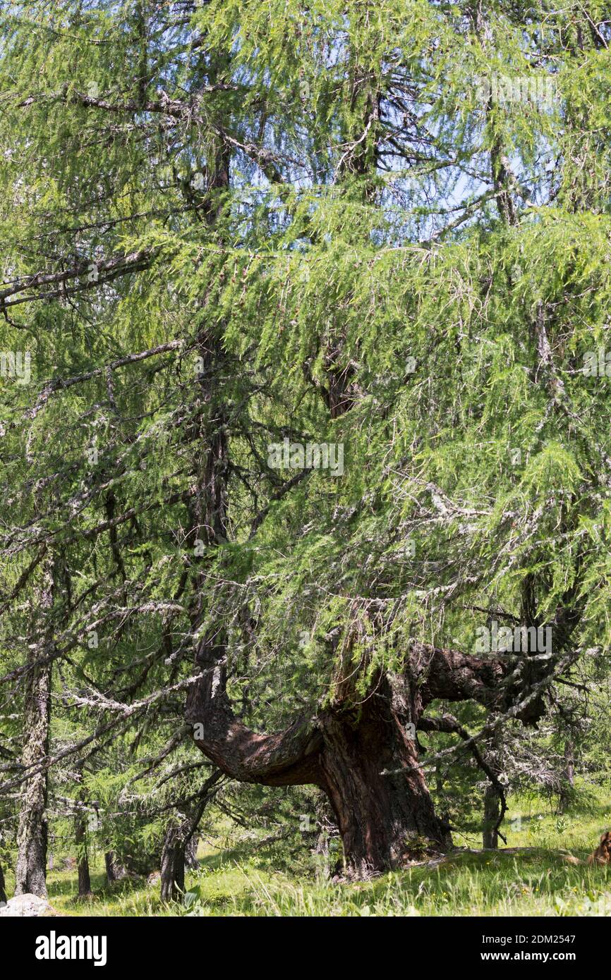 Lärche, Europäische Lärche, im Bergwald, Stamm, Rinde, Borke, Larix ...