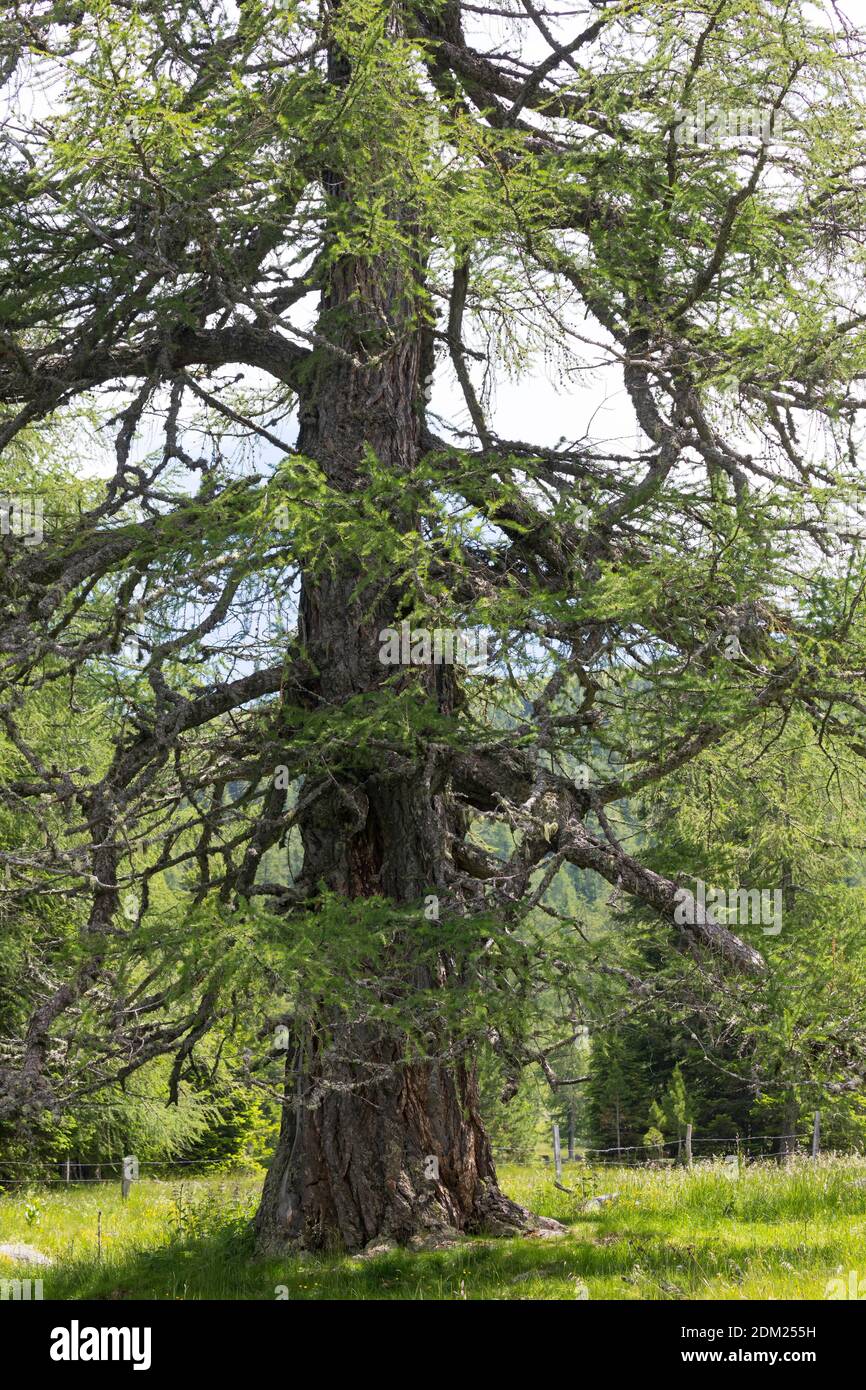 Lärche, Europäische Lärche, im Bergwald, Stamm, Rinde, Borke, Larix ...