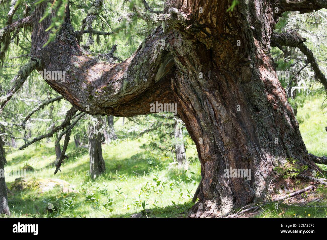 Lärche, Europäische Lärche, im Bergwald, Stamm, Rinde, Borke, Larix ...
