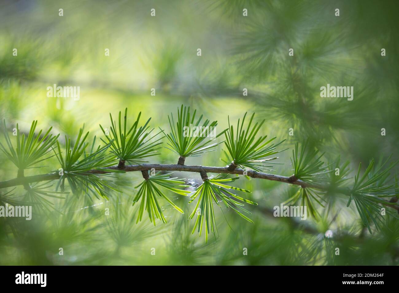 Ast zweig hi-res stock photography and images - Alamy