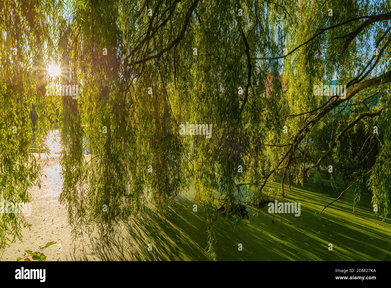 Weeping willow tree and water hi-res stock photography and images - Alamy