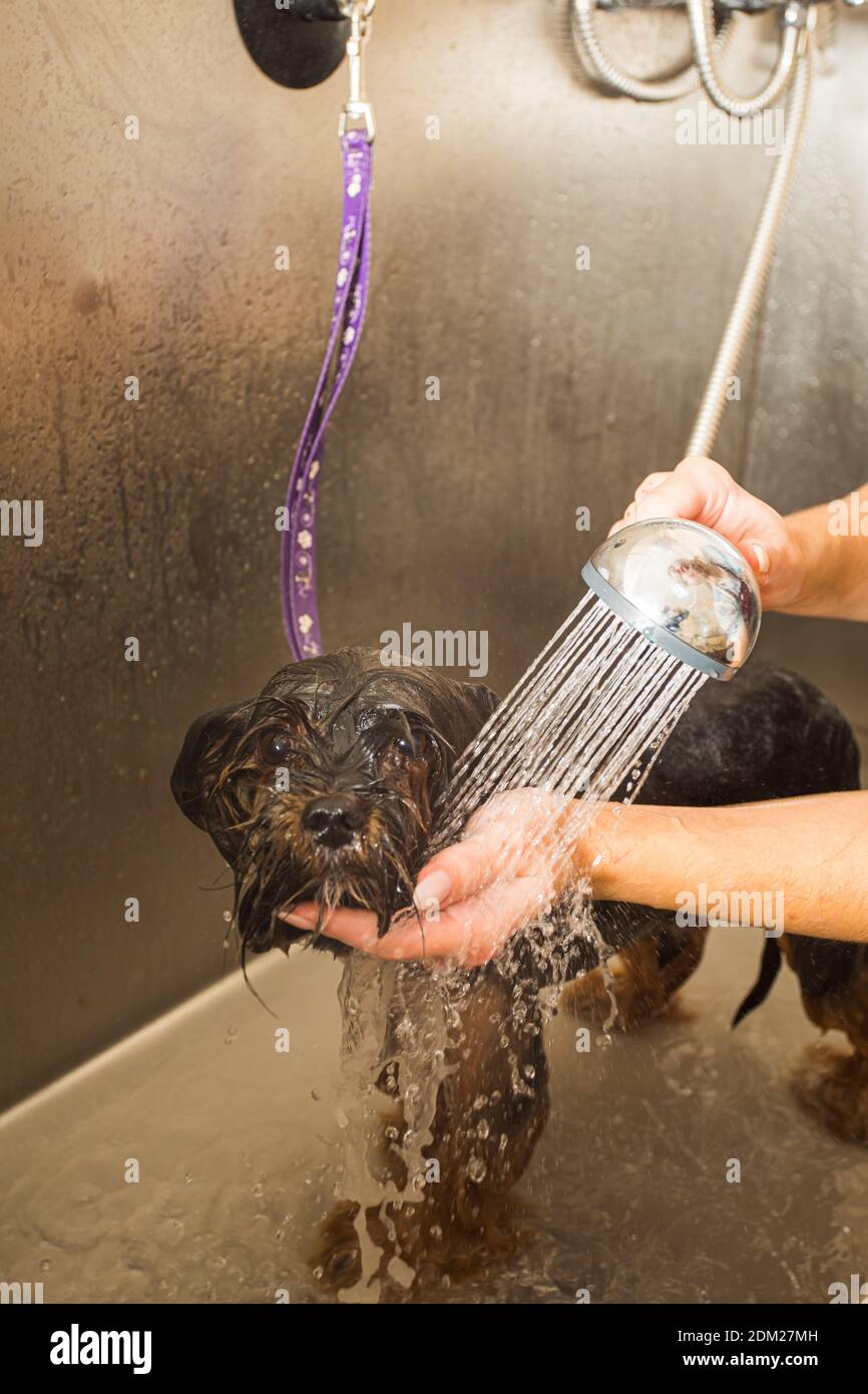 Small dog enjoying being washed at grooming salon Stock Photo - Alamy