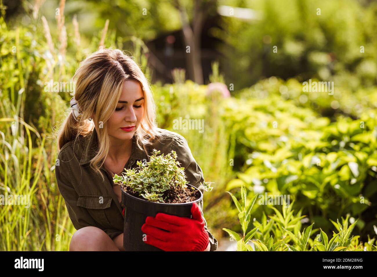 Gardener producing seasonal flowers at open-air farm Stock Photo - Alamy