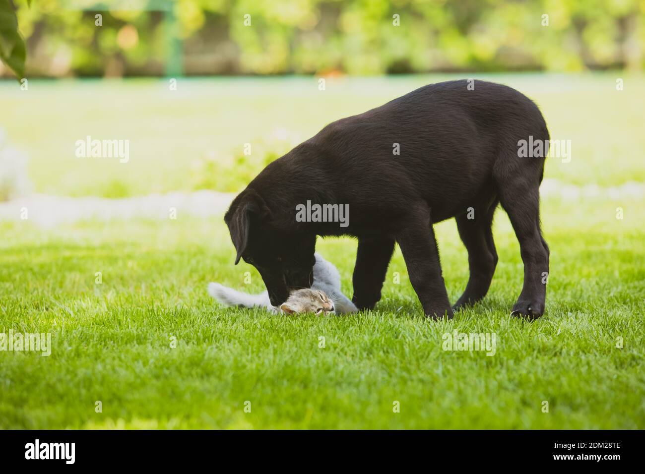 Two young animals play together in the grass hi-res stock photography ...