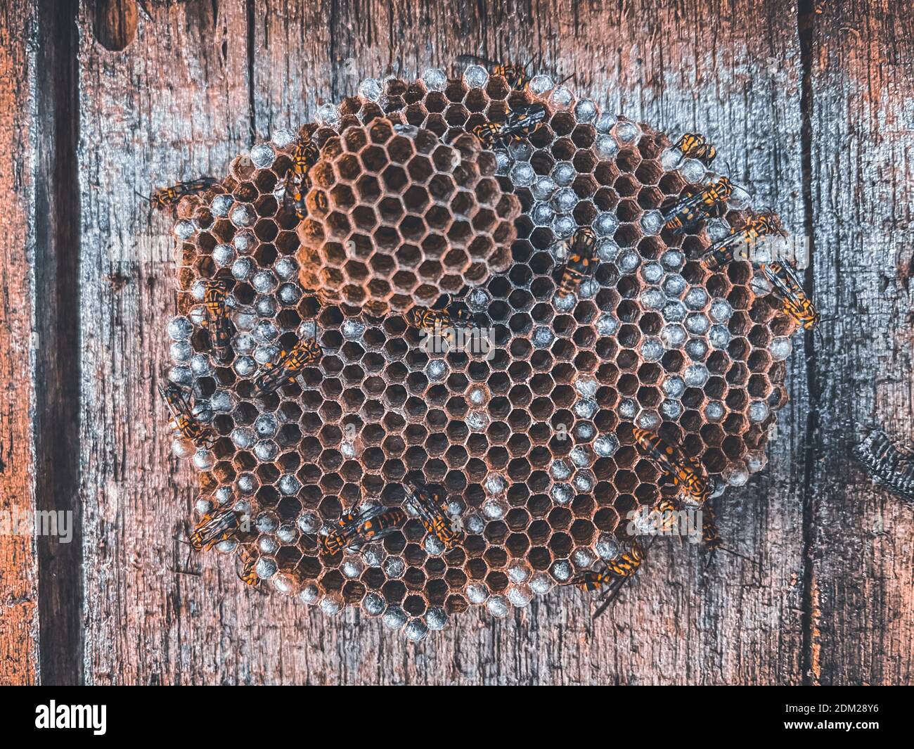 Wasps of malaysia hi-res stock photography and images - Alamy