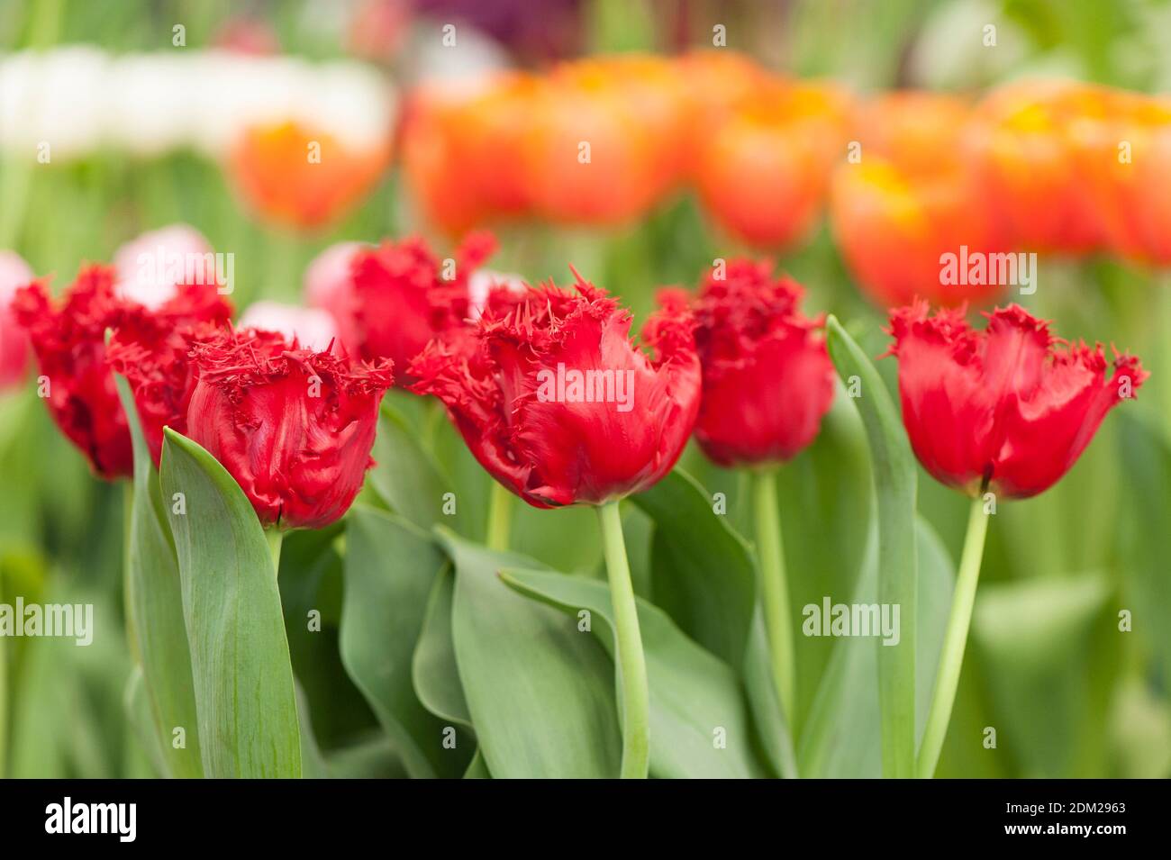 Indiana flowers hi-res stock photography and images - Alamy