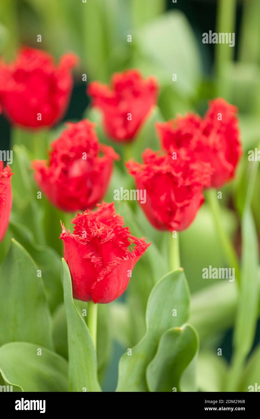 Indiana flowers hi-res stock photography and images - Alamy