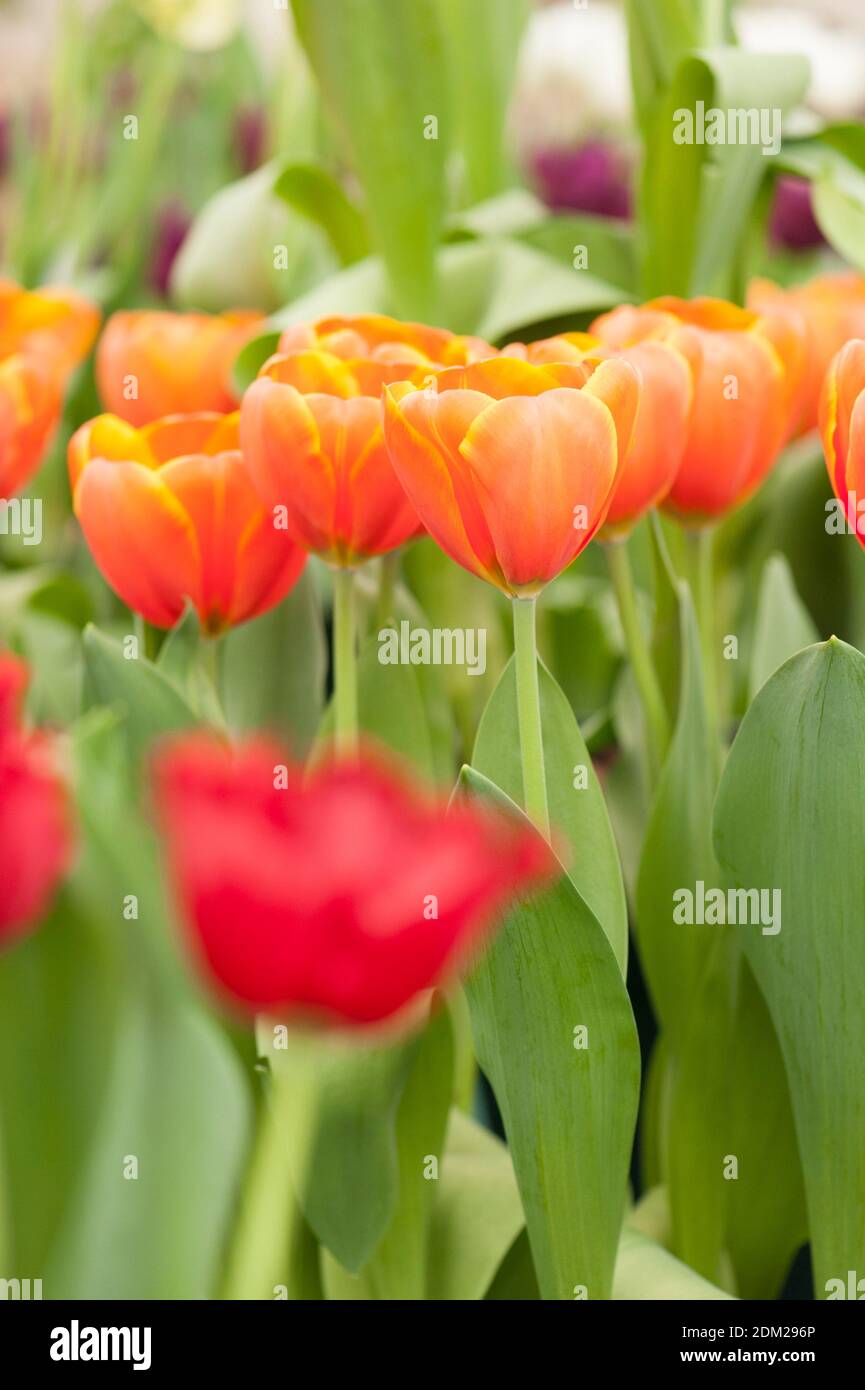 Triple a hi-res stock photography and images - Alamy