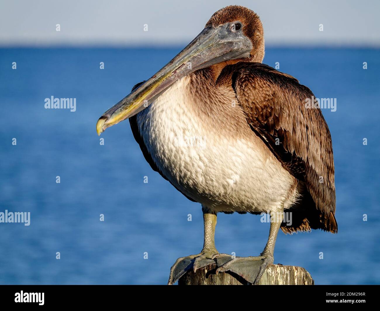 Brown pelican, Pelecanus occidentalis, closeup, perched on a piling ...