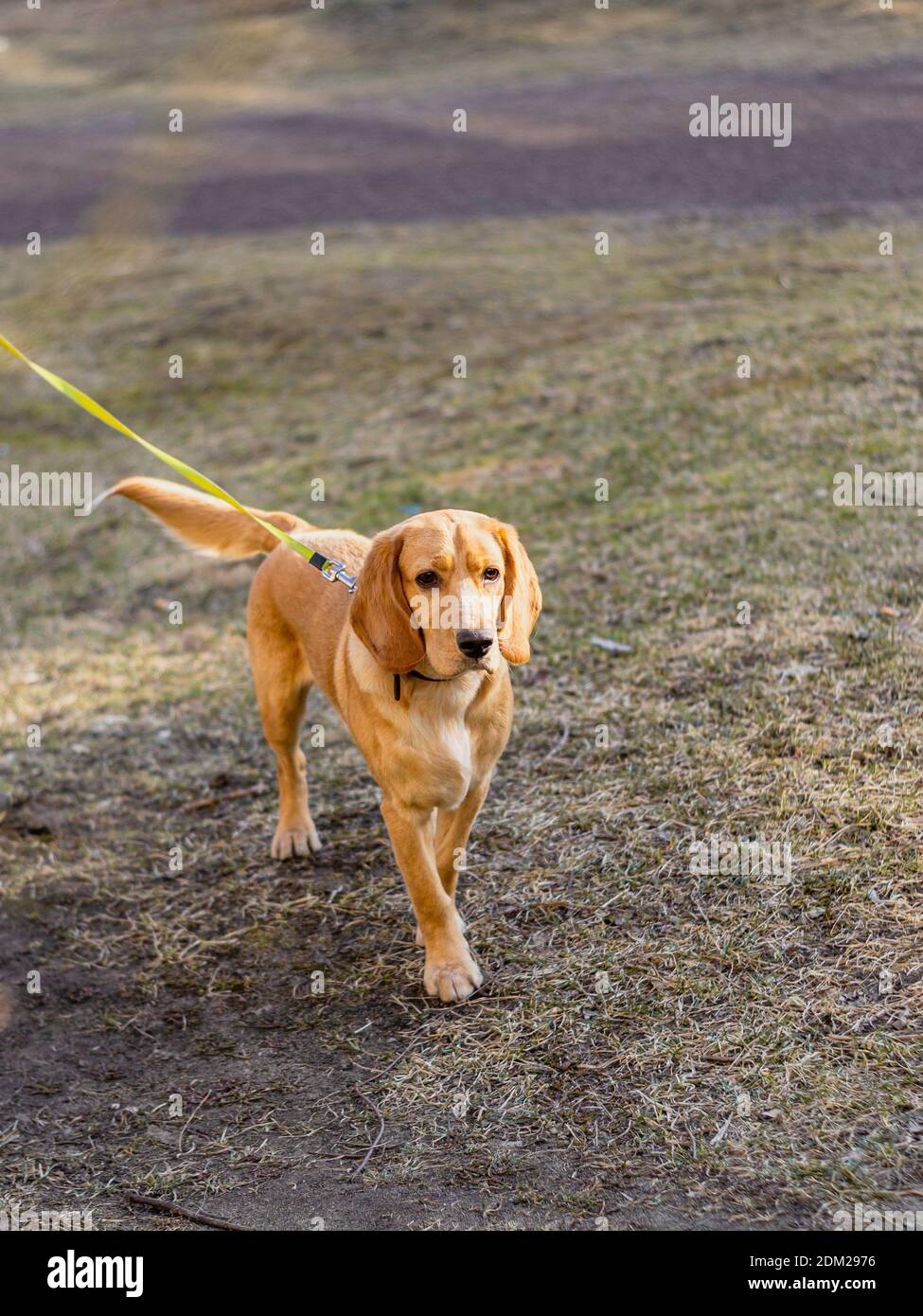 Red hound dog hi-res stock photography and images - Alamy