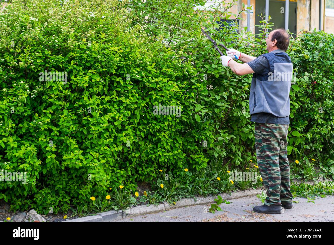 Man trimming hedge bush hi-res stock photography and images - Alamy