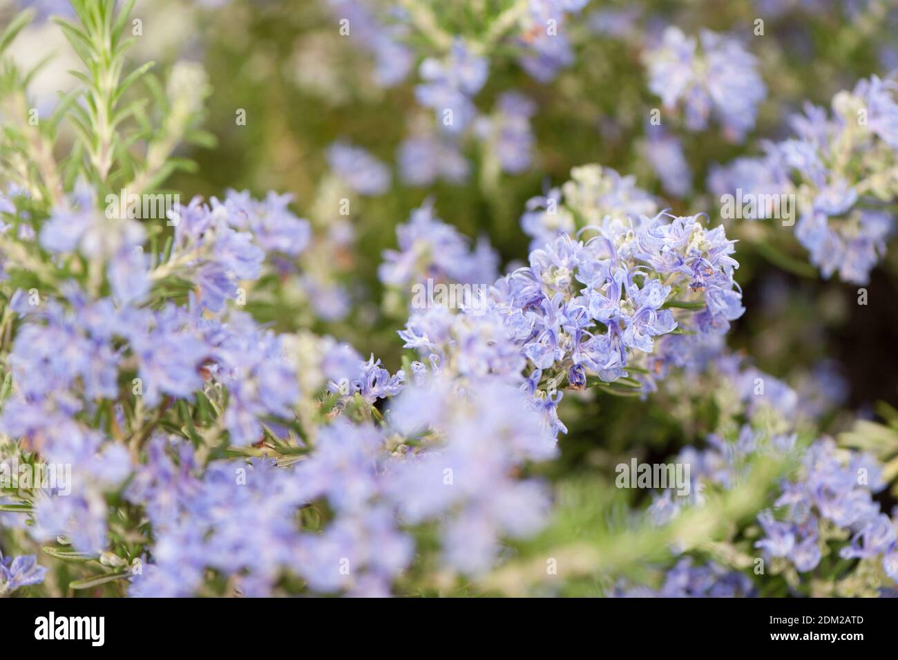 Rosemary 'Boule', Rosmarinus officinalis 'Boule' Stock Photo - Alamy