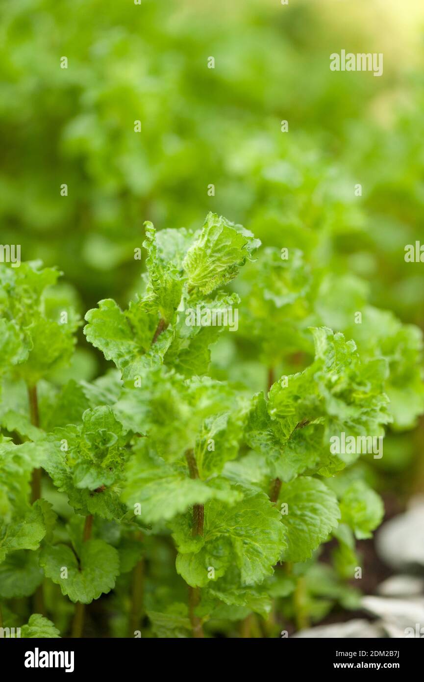 Curled Mint or Spearmint, Mentha spicata 'crispa' Stock Photo - Alamy