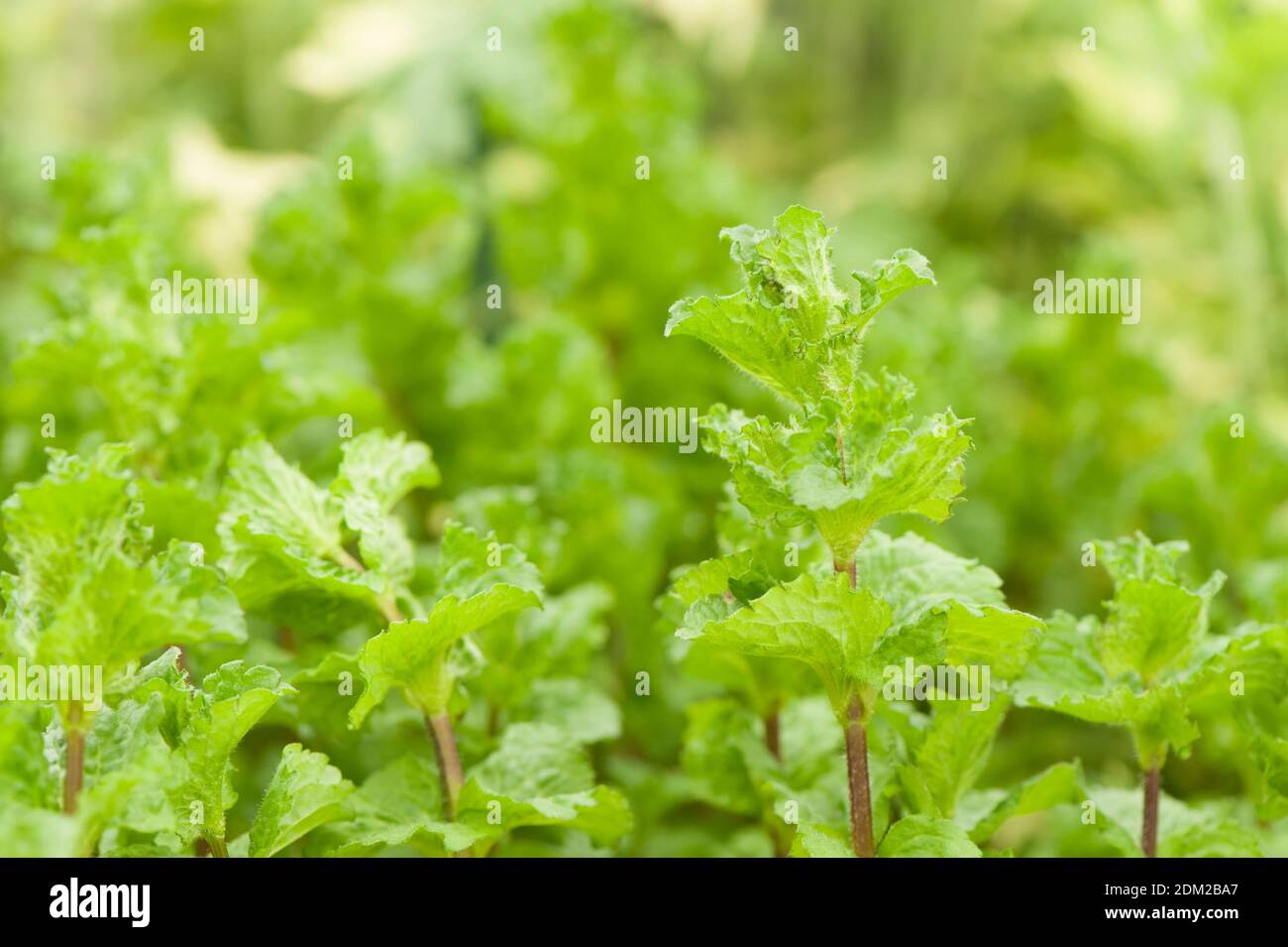 Curled Mint or Spearmint, Mentha spicata 'crispa' Stock Photo - Alamy