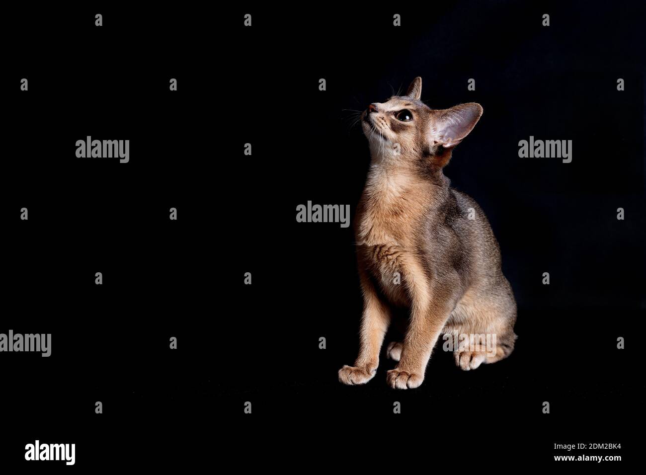 Abyssinian dog hi-res stock photography and images - Alamy