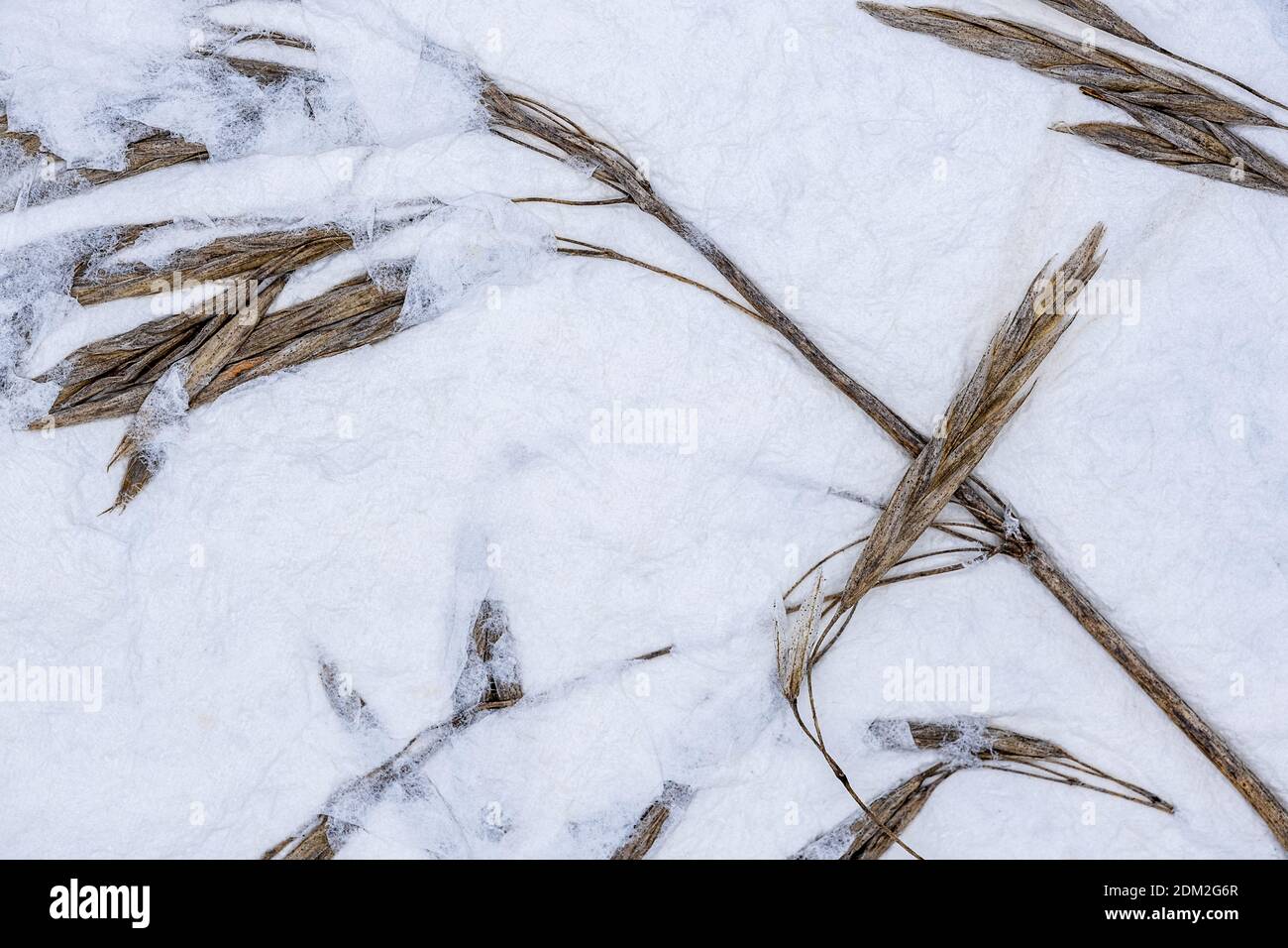 Paper grass texture hi-res stock photography and images - Alamy