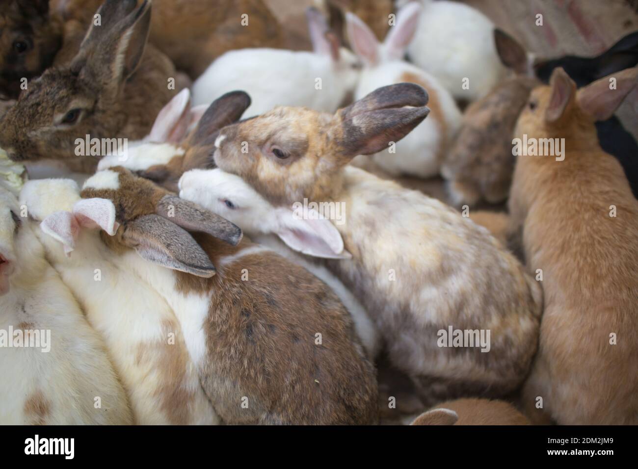 Group rabbits wild hi-res stock photography and images - Alamy