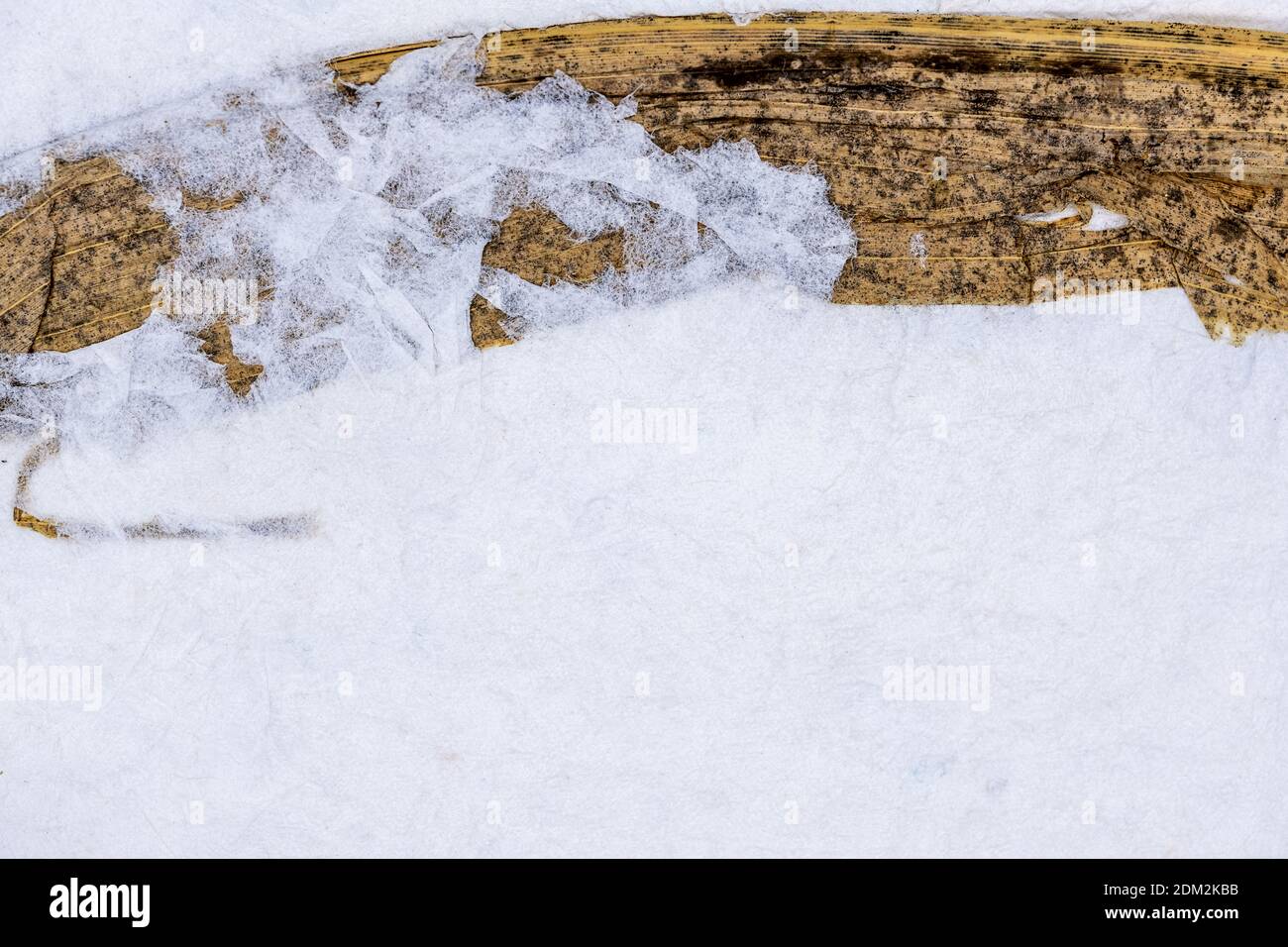 white handmade paper texture background with dried corn leaf Stock ...