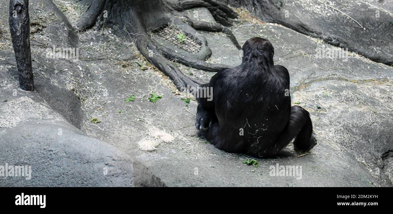 Gorilla rear view hi-res stock photography and images - Alamy