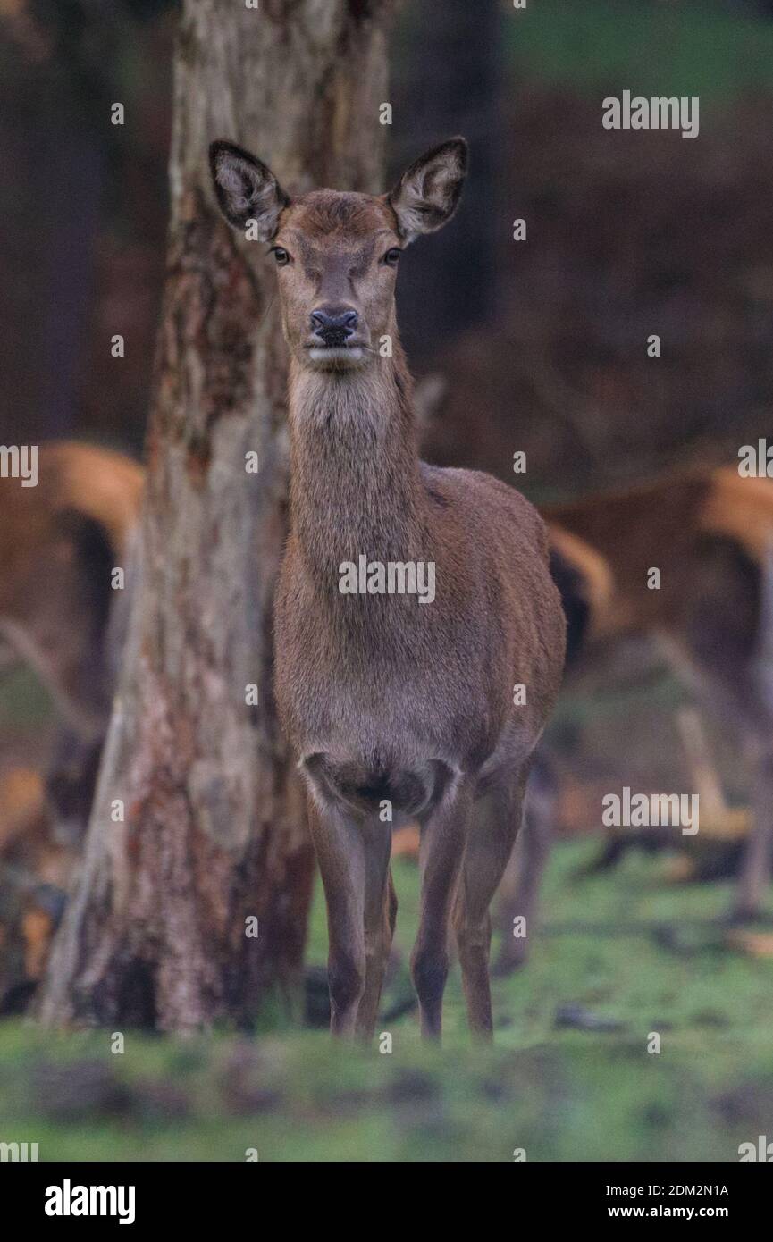 Female hinds hi-res stock photography and images - Alamy
