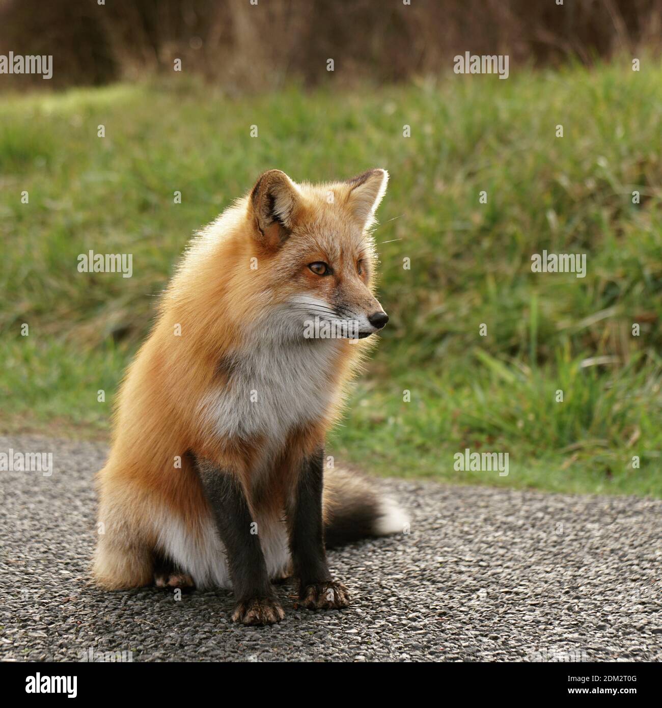 Domestic pets and foxes hi-res stock photography and images - Alamy