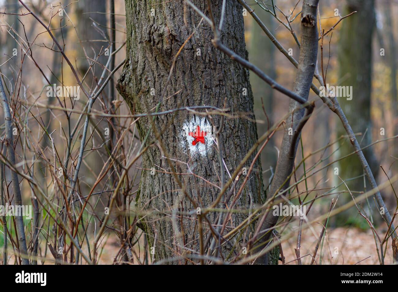 A shot of a trunk of a tree with a red star sign on it Stock Photo - Alamy