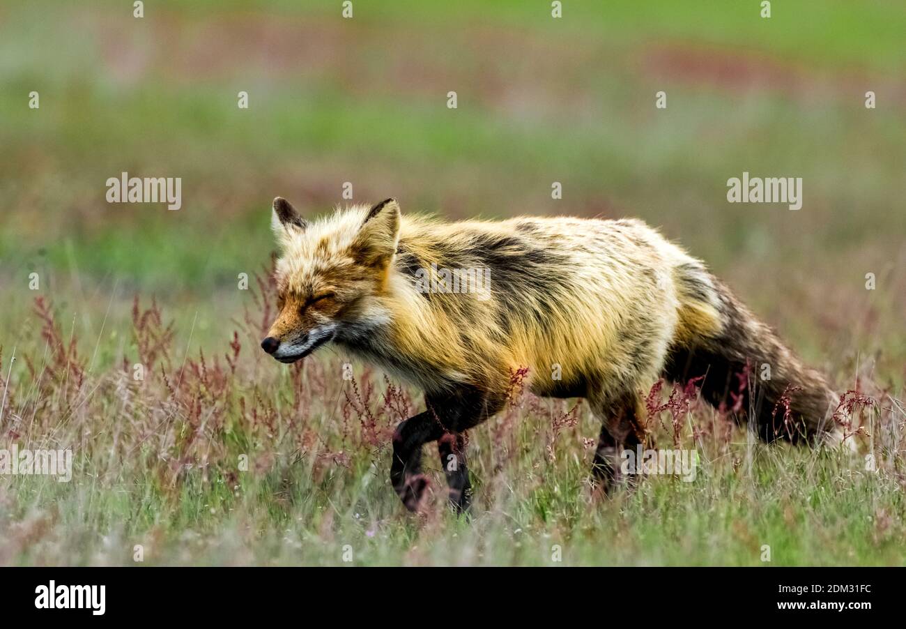 A selective focus shot of a fox in San Juan Island, Washington state ...
