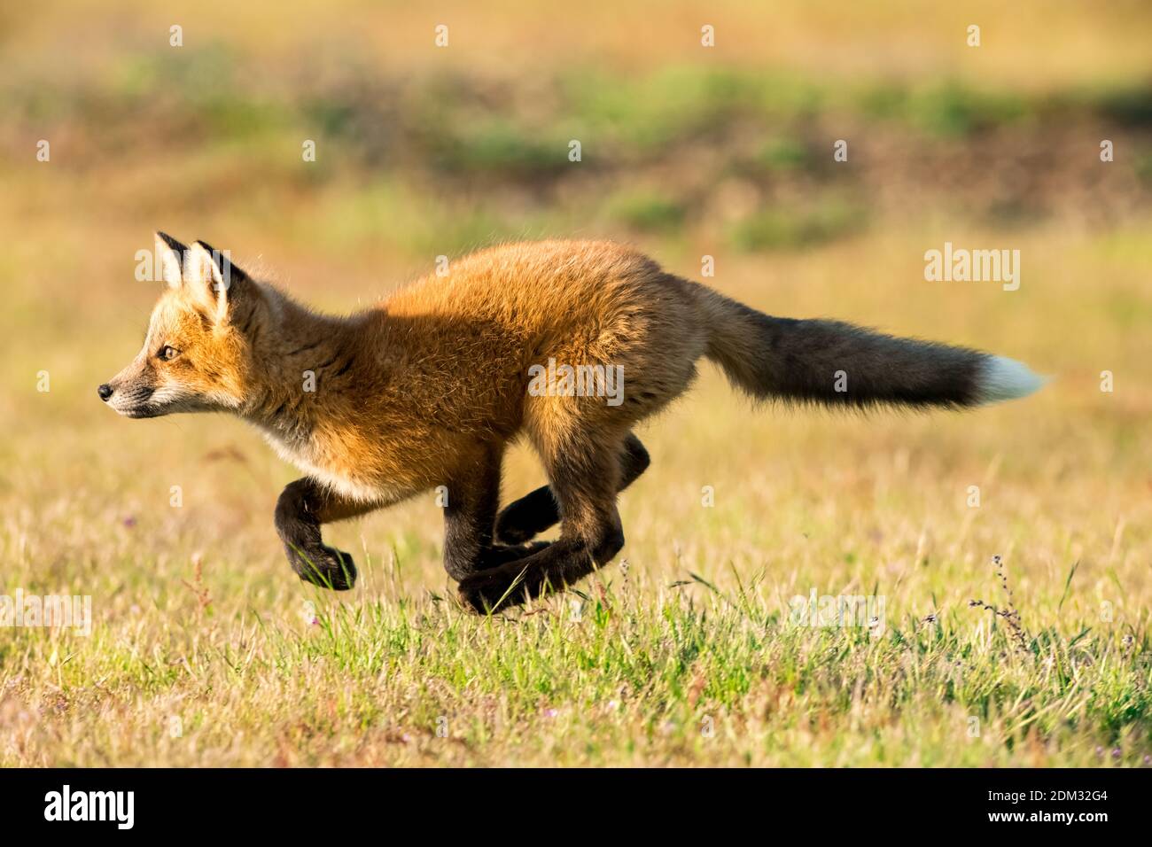 A selective focus shot of a running red fox in San Juan Island ...