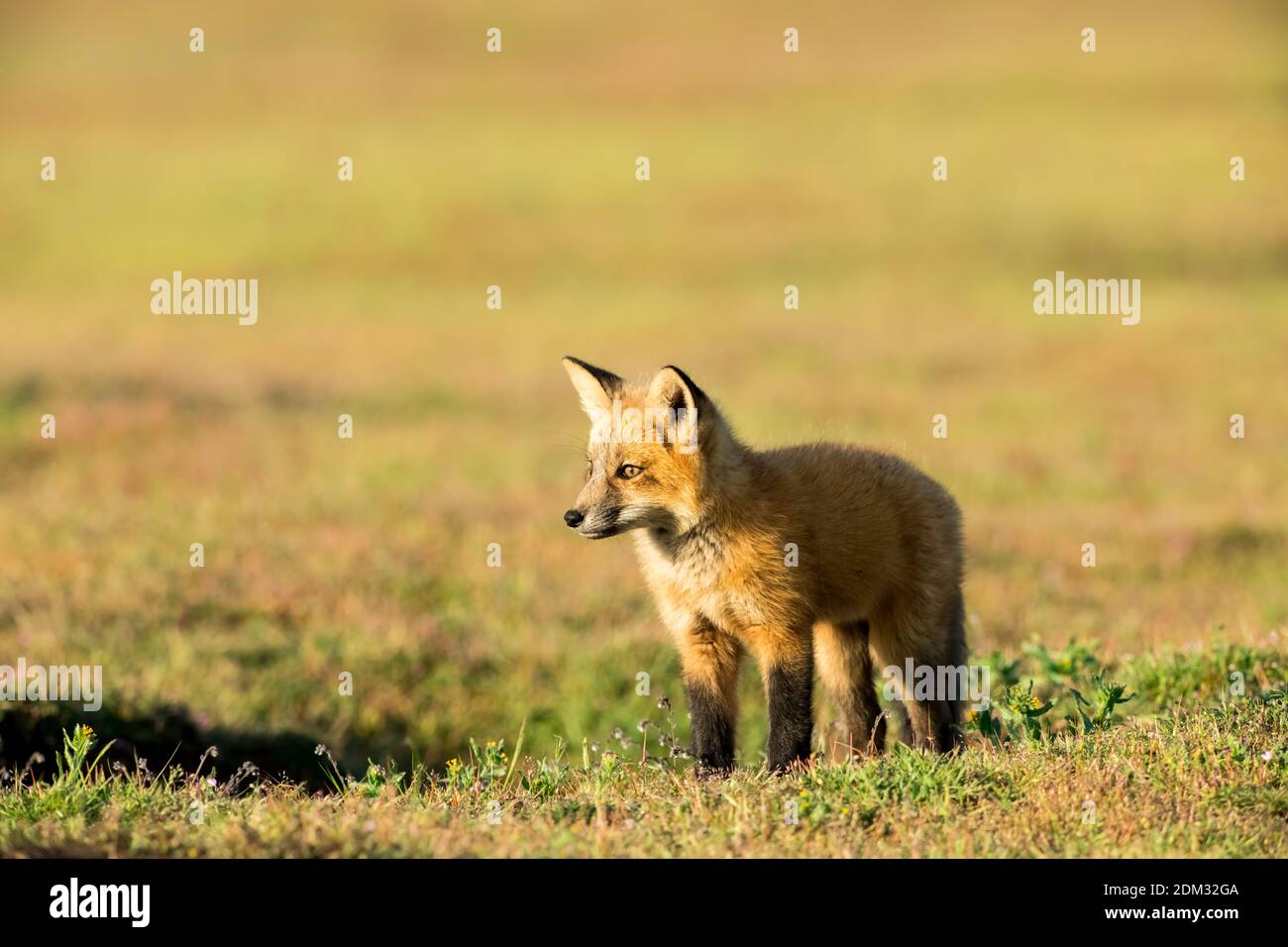 A selective focus shot of a red fox in San Juan Island, Washington ...