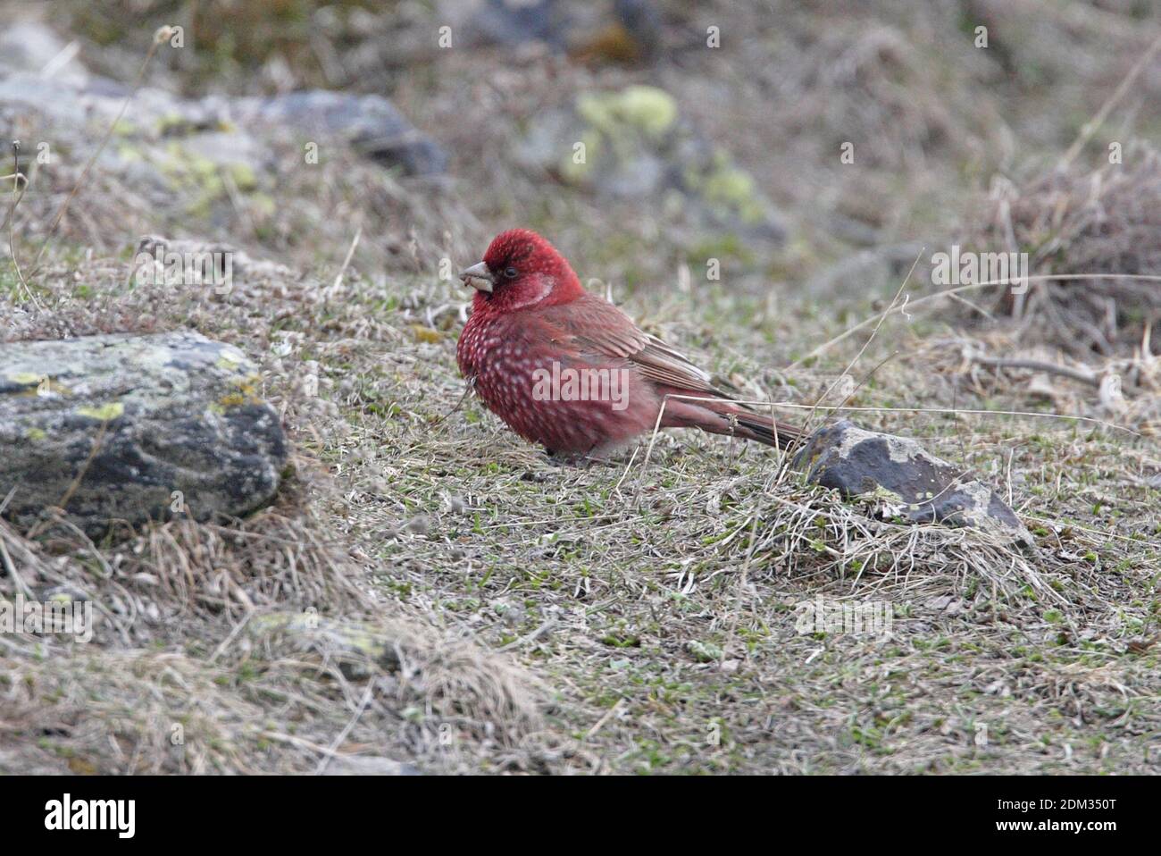 Great Rosefinch (Carpodacus rubicilla) adult male on grassy slope ...