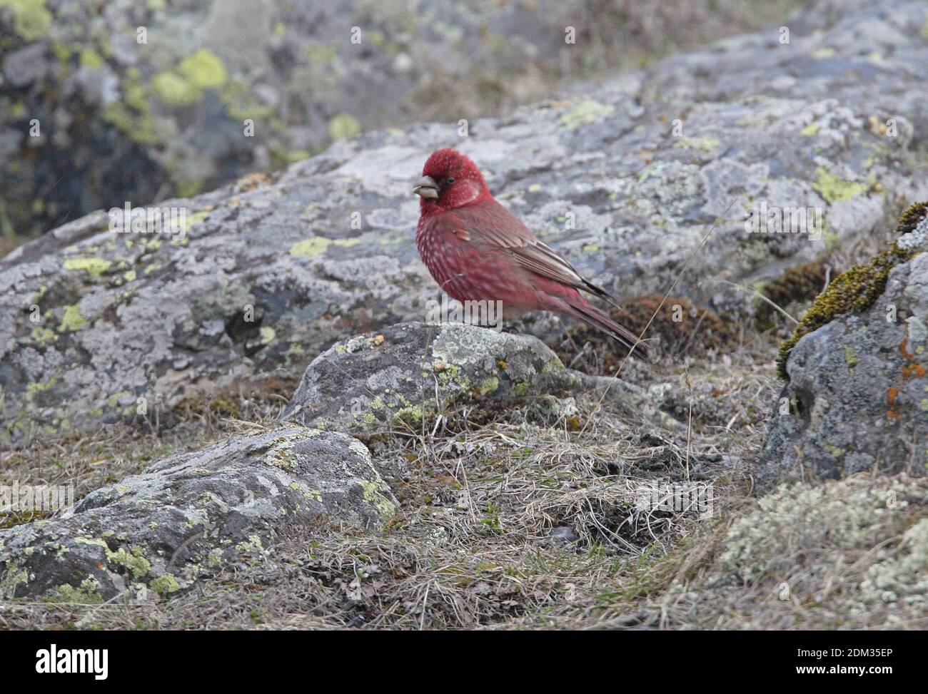 Great Rosefinch (Carpodacus rubicilla) male perched on rock Georgia May ...