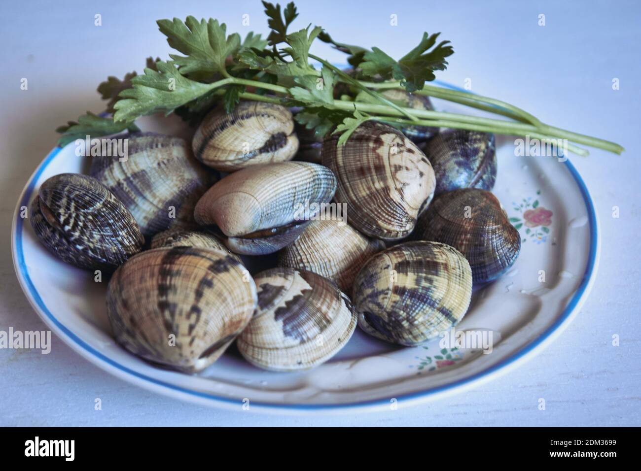 Clamshell mushroom hi-res stock photography and images - Alamy