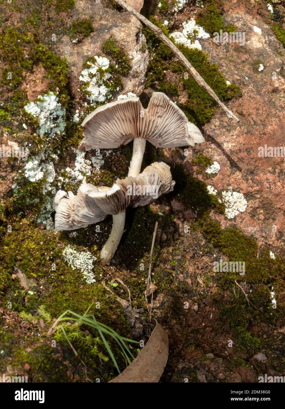 Wild mushrooms growing on rock hi-res stock photography and images - Alamy