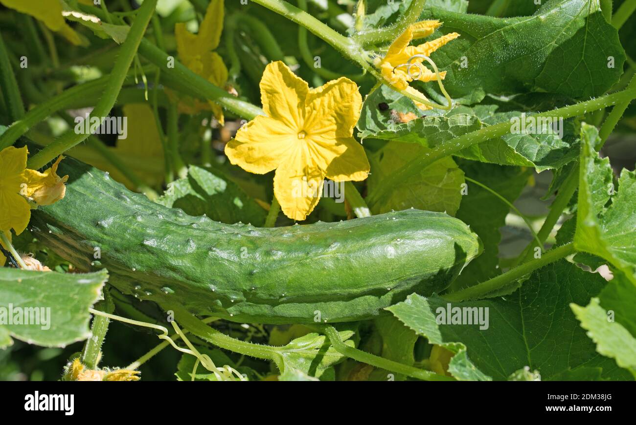 Cucumbers in the garden hi-res stock photography and images - Alamy