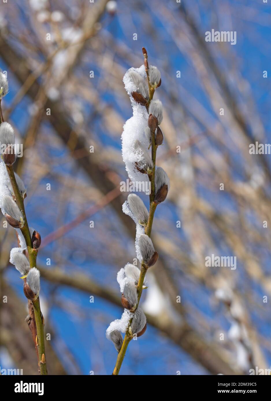 Flowering willow, Salix, with snow cover Stock Photo - Alamy