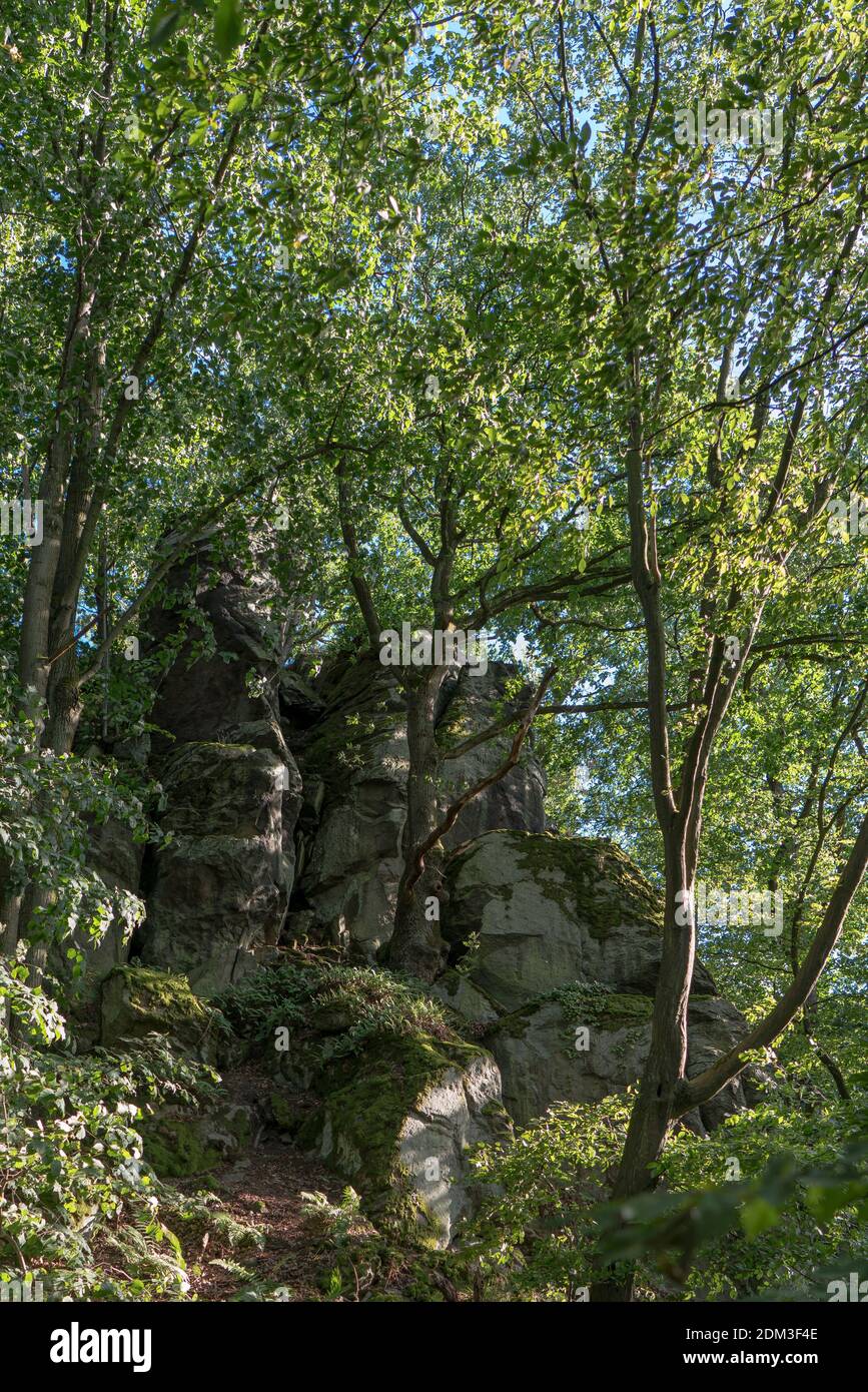 Sunlight and blue sky shine through the canopy of leaves of the forest ...