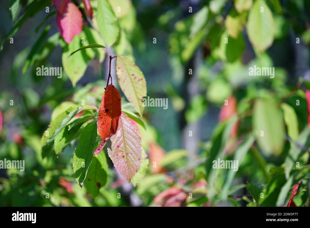A selective focus shot of tree branches under the sunlight Stock Photo ...