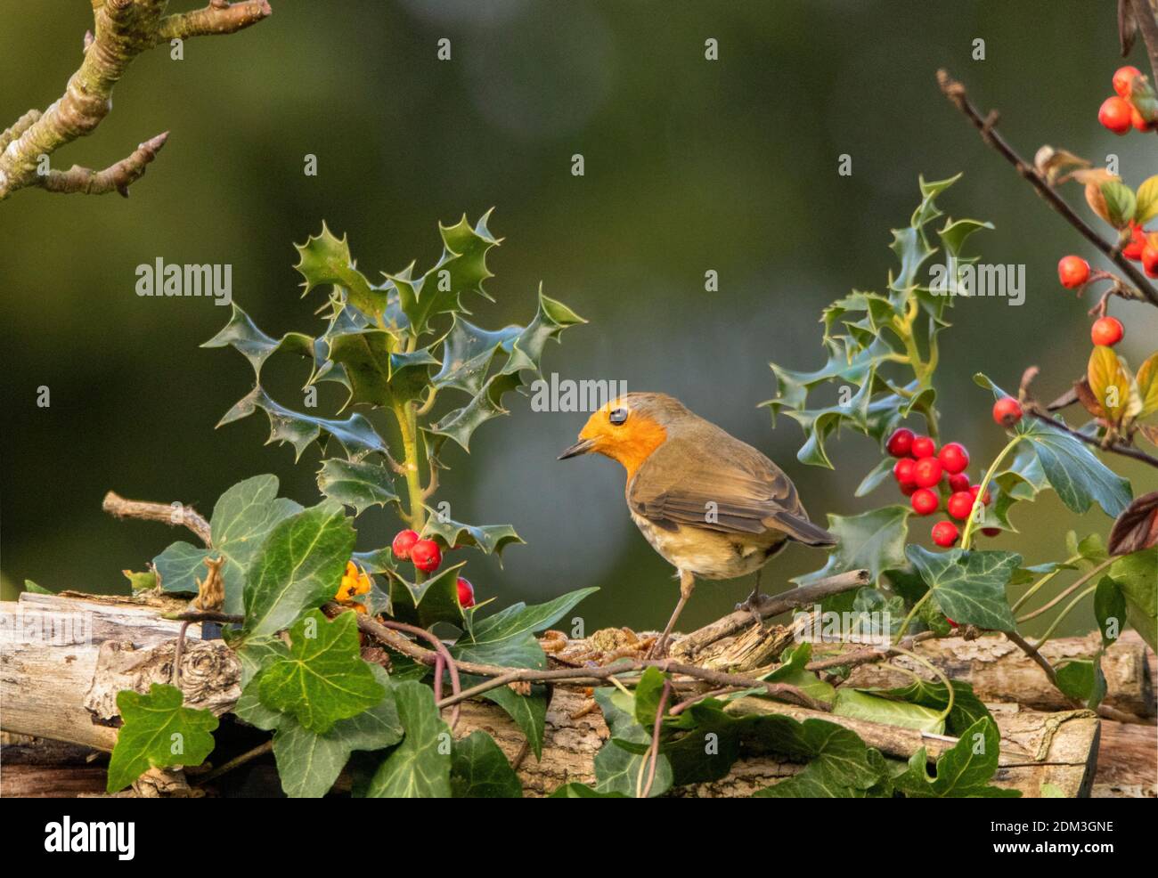 Robon High Resolution Stock Photography and Images - Alamy