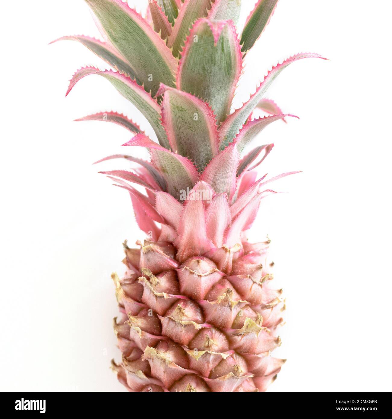 Decorative pink pineapple hi-res stock photography and images - Alamy