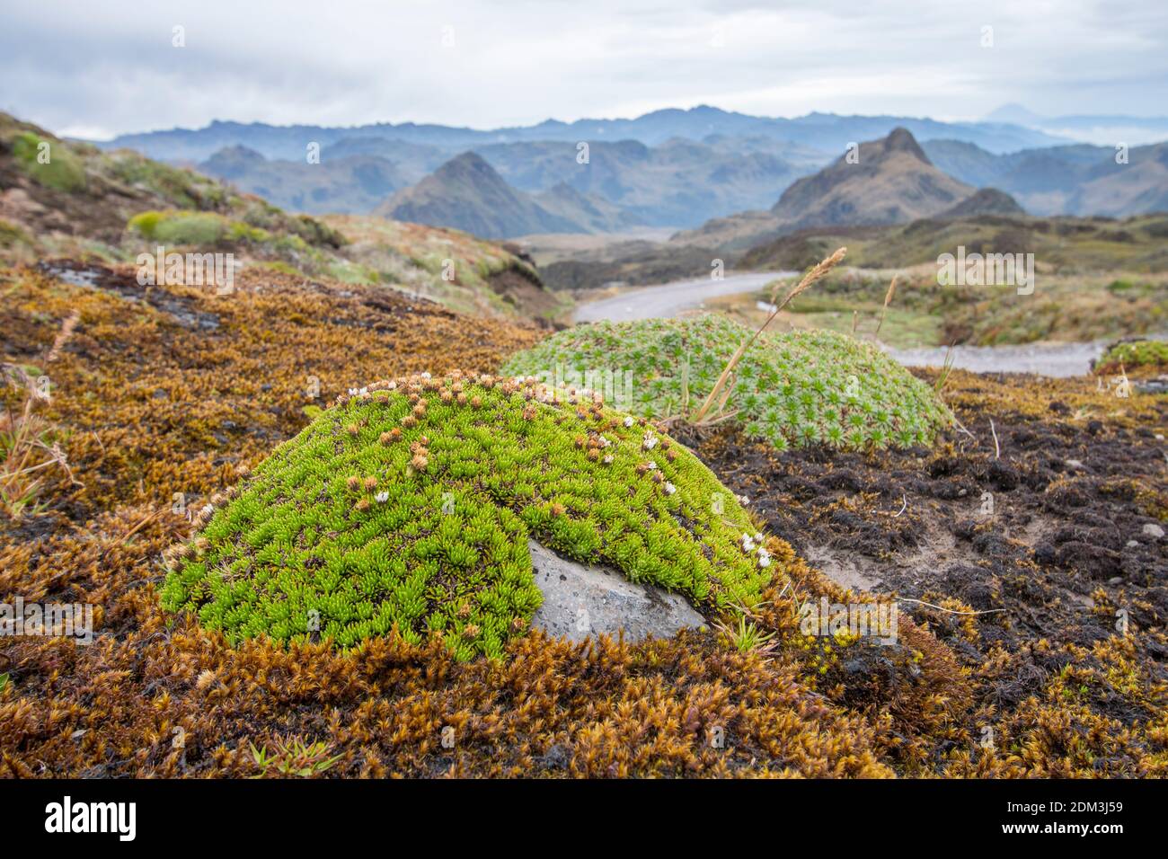 Extreme high altitude Andean flora consisting of cushion plants. At 4 ...