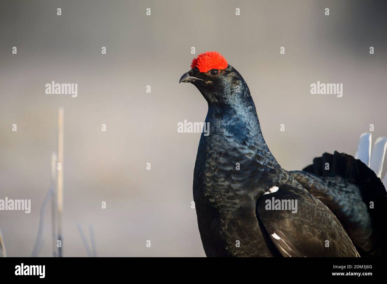 Male Black Grouse portrait with shiny black and blue head feathers ...