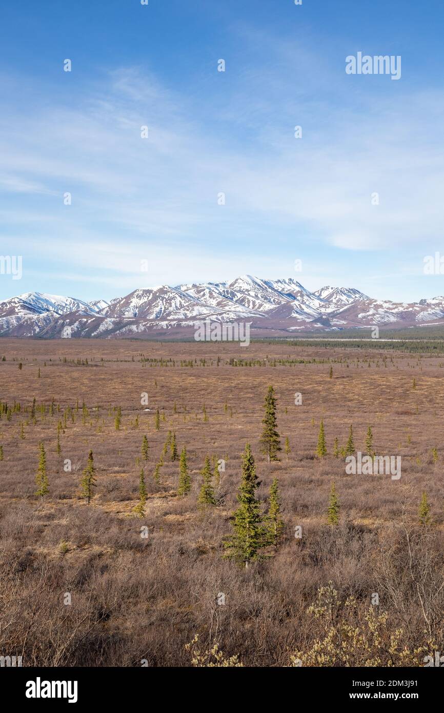 A mesmerizing shot of trees with snow-capped mountains in the ...