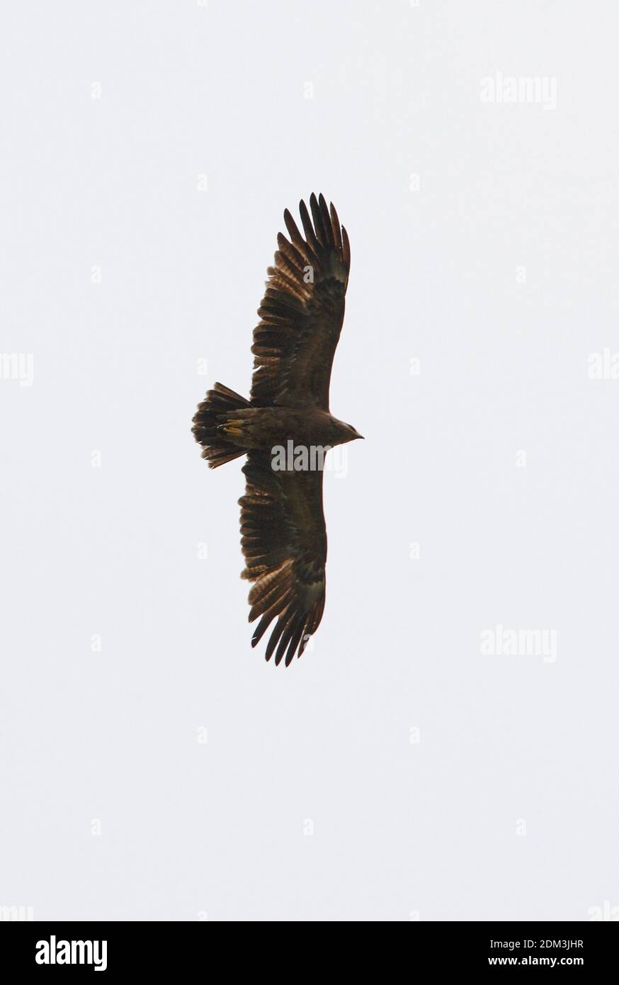 Lesser Spotted Eagle (Aquila pomarina) adultin flight Armenia May Stock ...