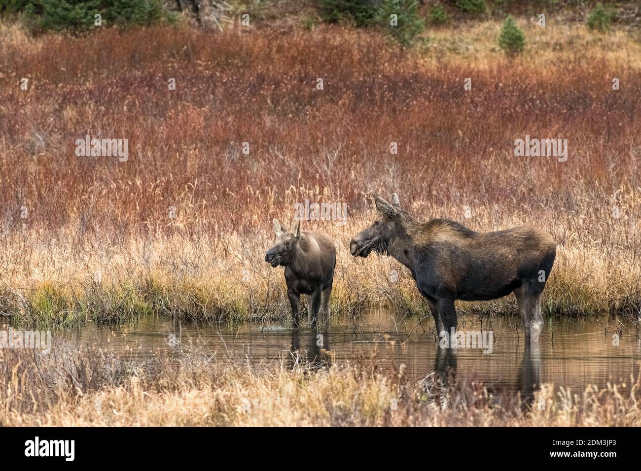 A couple of moose drinking water from a lake captured in Ohio, Colorado ...